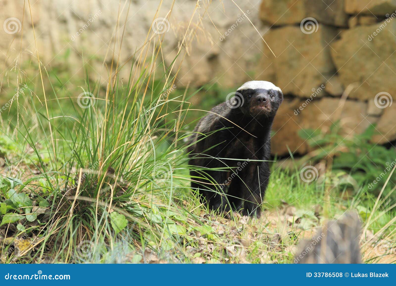 Tejón de miel foto de archivo. Imagen de cubo, miel, adulto - 33786508