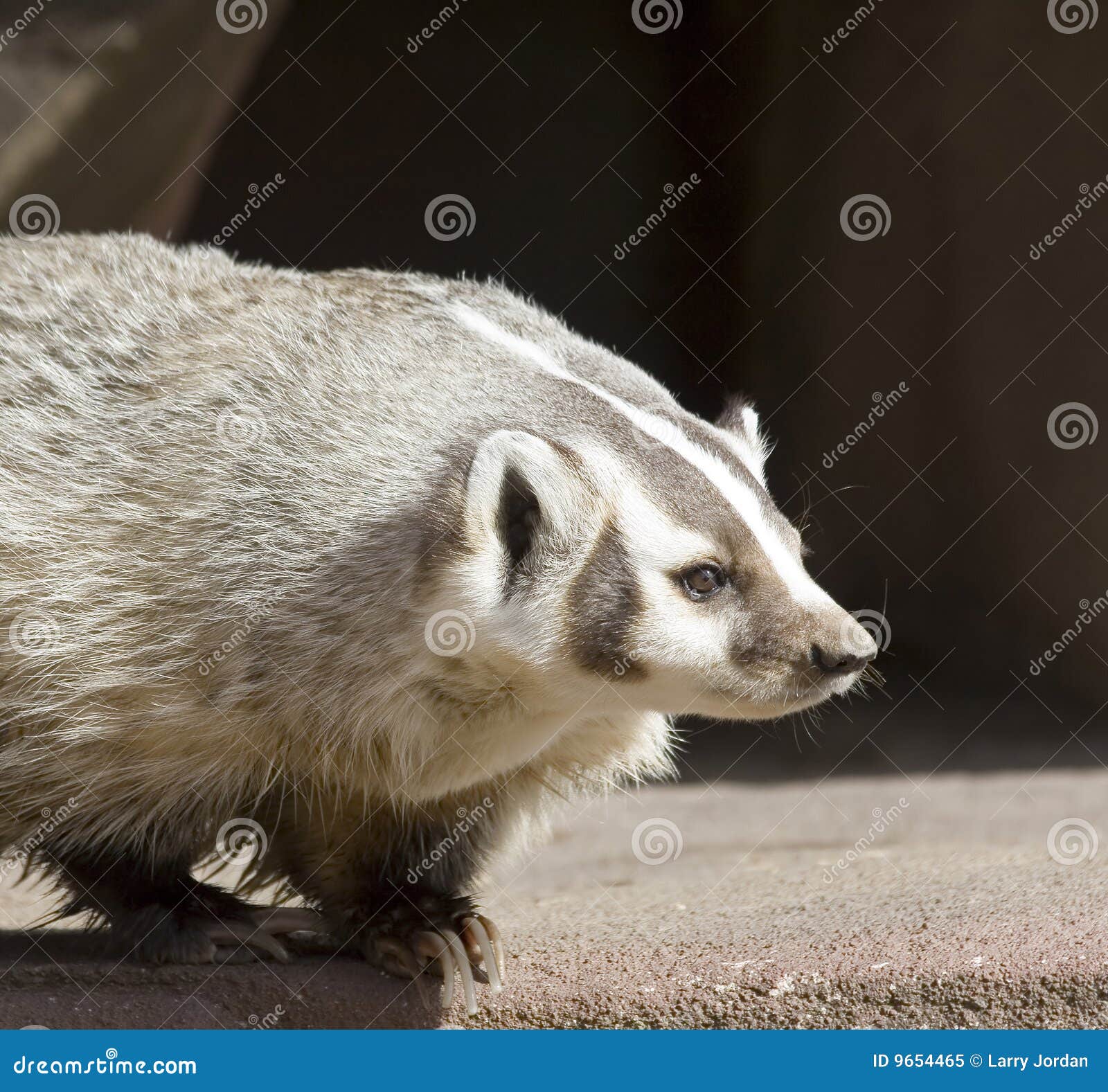 Tejón norteamericano imagen de archivo. Imagen de rayado - 9654465