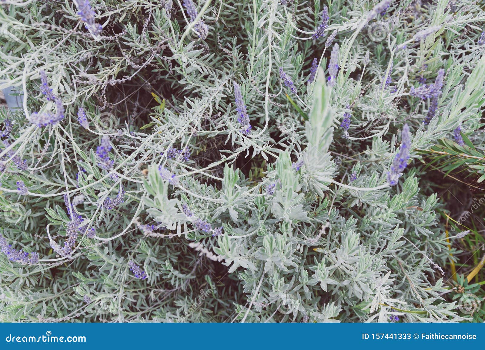 Tejido De Lavanda En Tonos Suaves Imagen de archivo - Imagen de flor ...