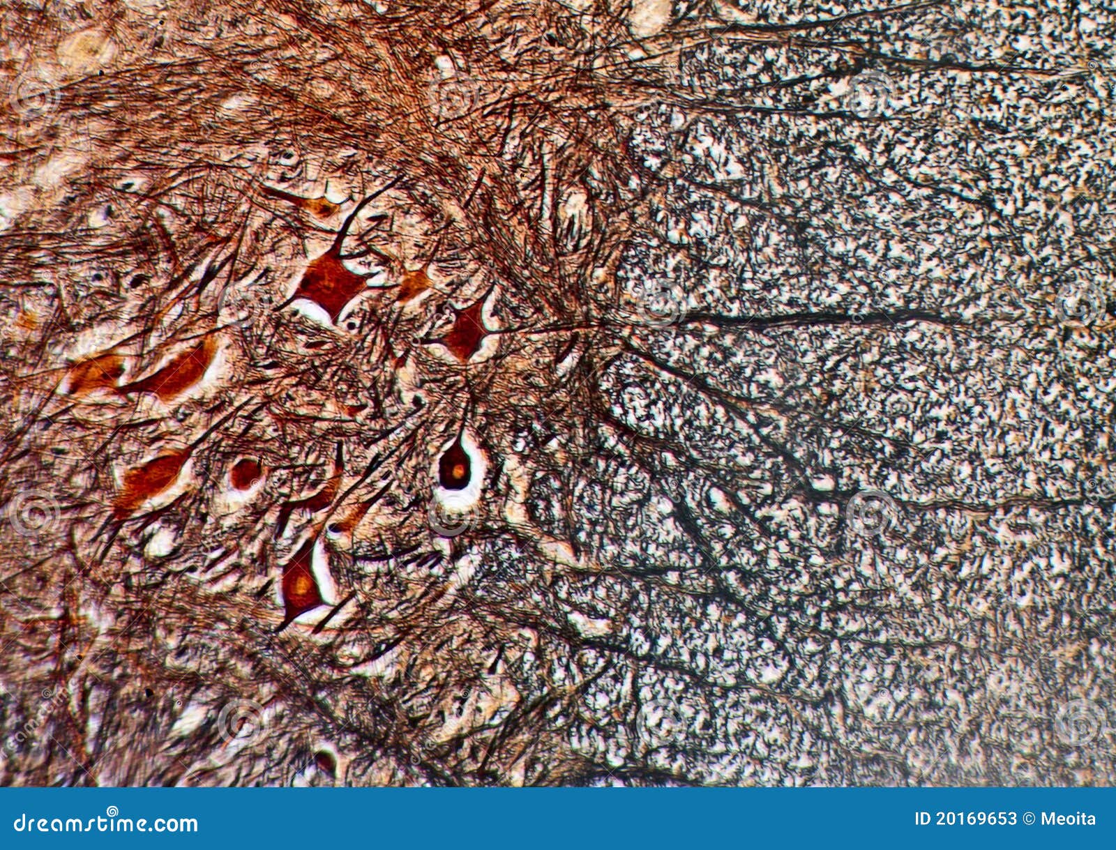 Tejido Nervioso Bajo Un Microscopio Imagen de archivo - Imagen de ...