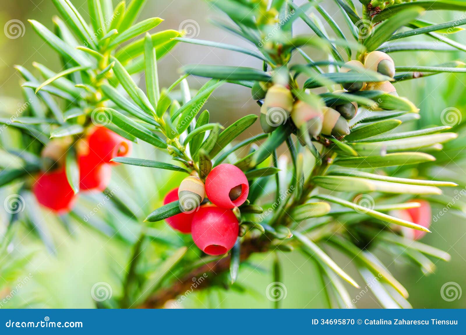 Tejo europeo foto de archivo. Imagen de europeo, oscuro - 34695870
