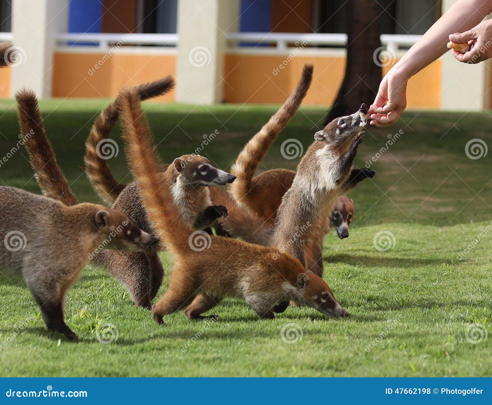 Tejones En Un Jardín Mexicano Foto de archivo - Imagen de méxico ...