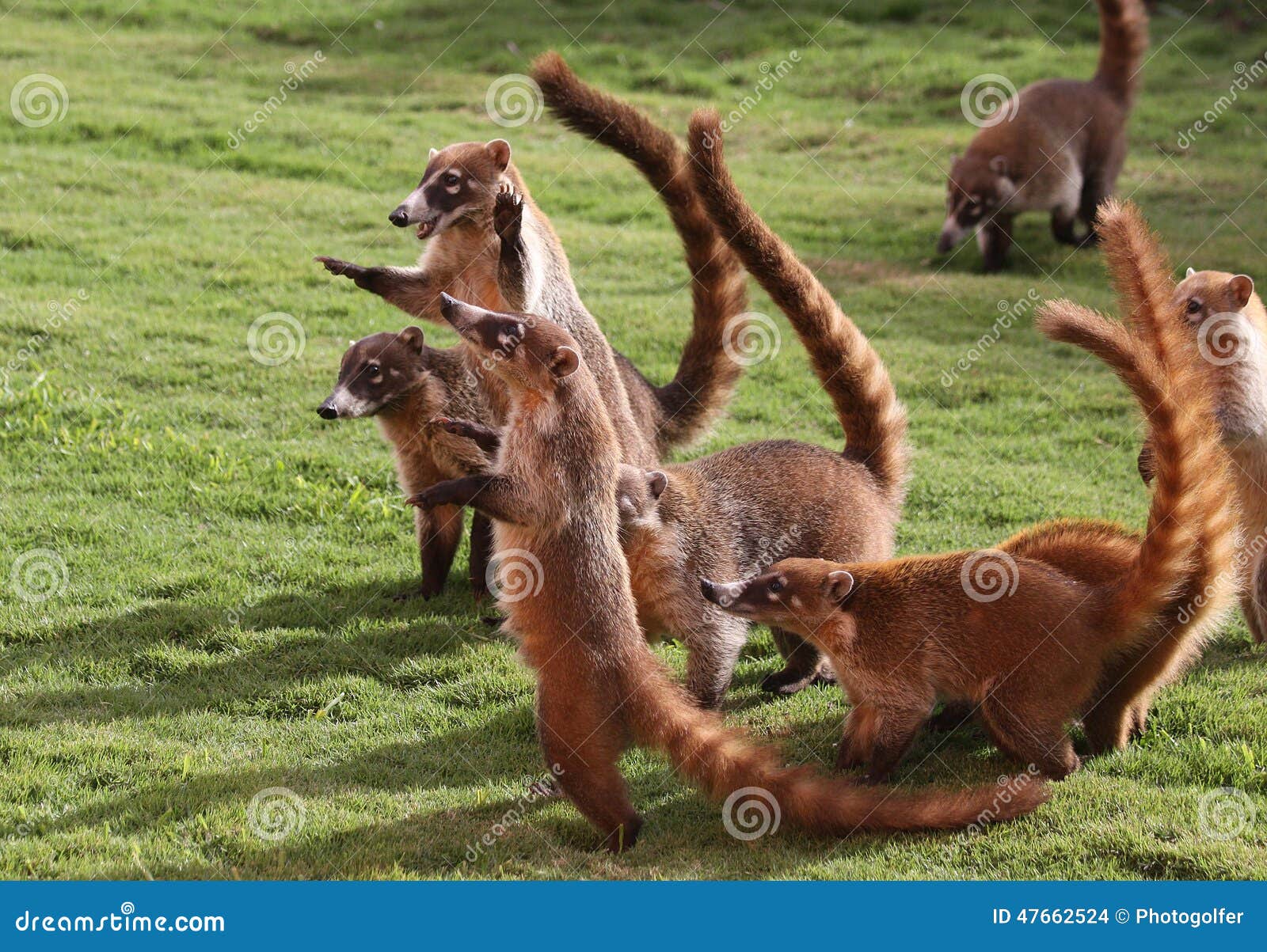 Tejones En Un Jardín Mexicano Foto de archivo - Imagen de hambriento ...