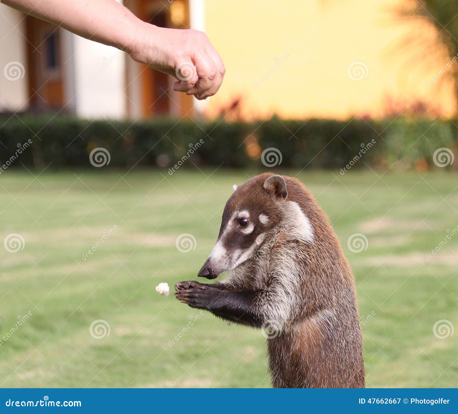 Tejones En Un Jardín Mexicano Imagen de archivo - Imagen de hocico ...