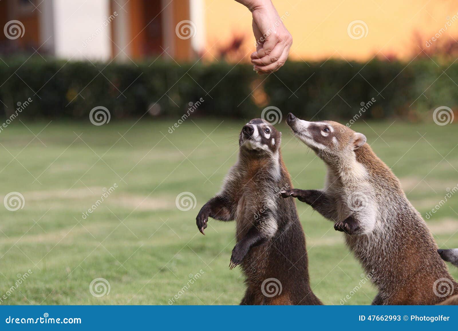 Tejones En Un Jardín Mexicano Imagen de archivo - Imagen de mapache ...