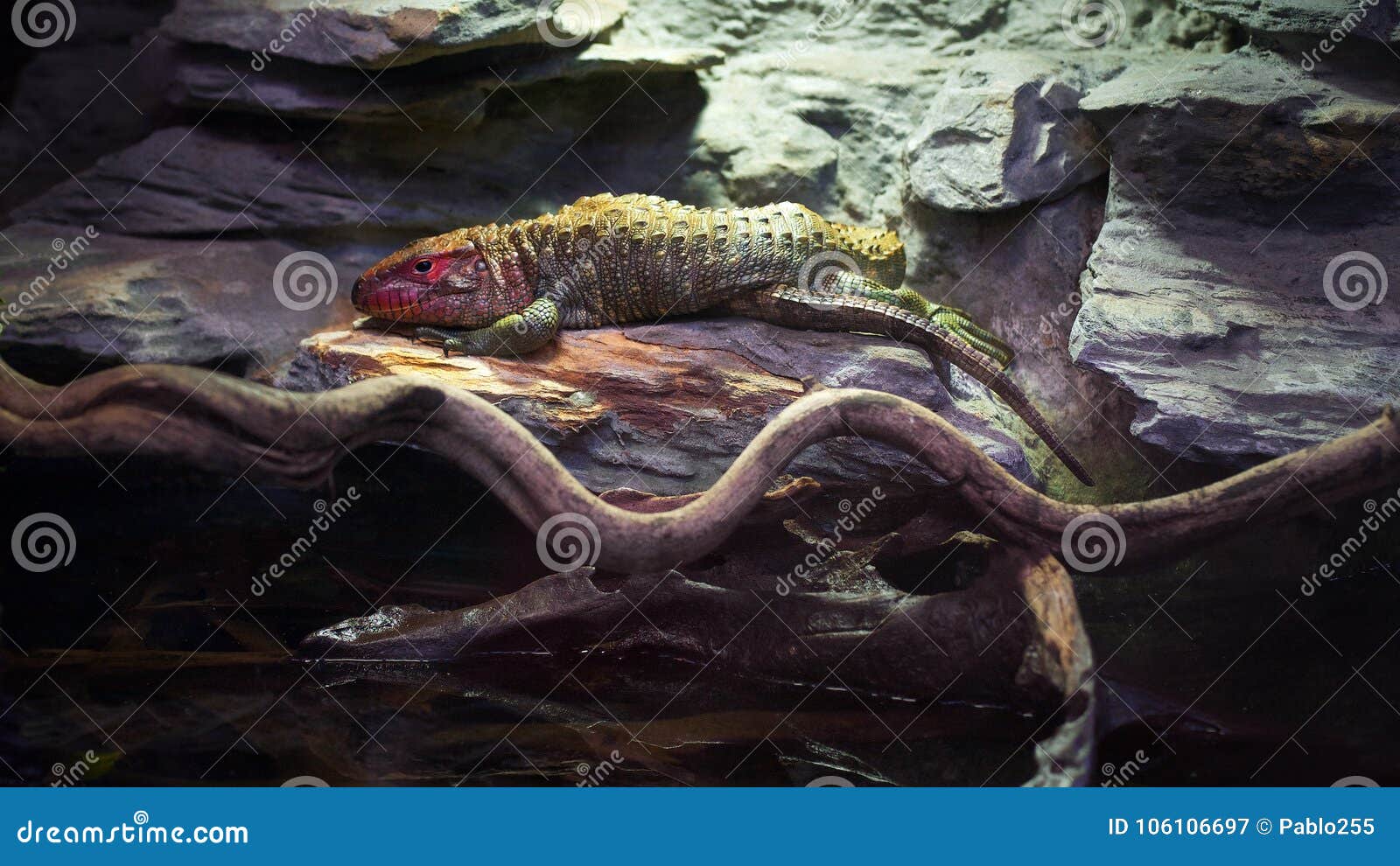 Teju imagem de stock. Imagem de guiana, escala, fundo - 106106697