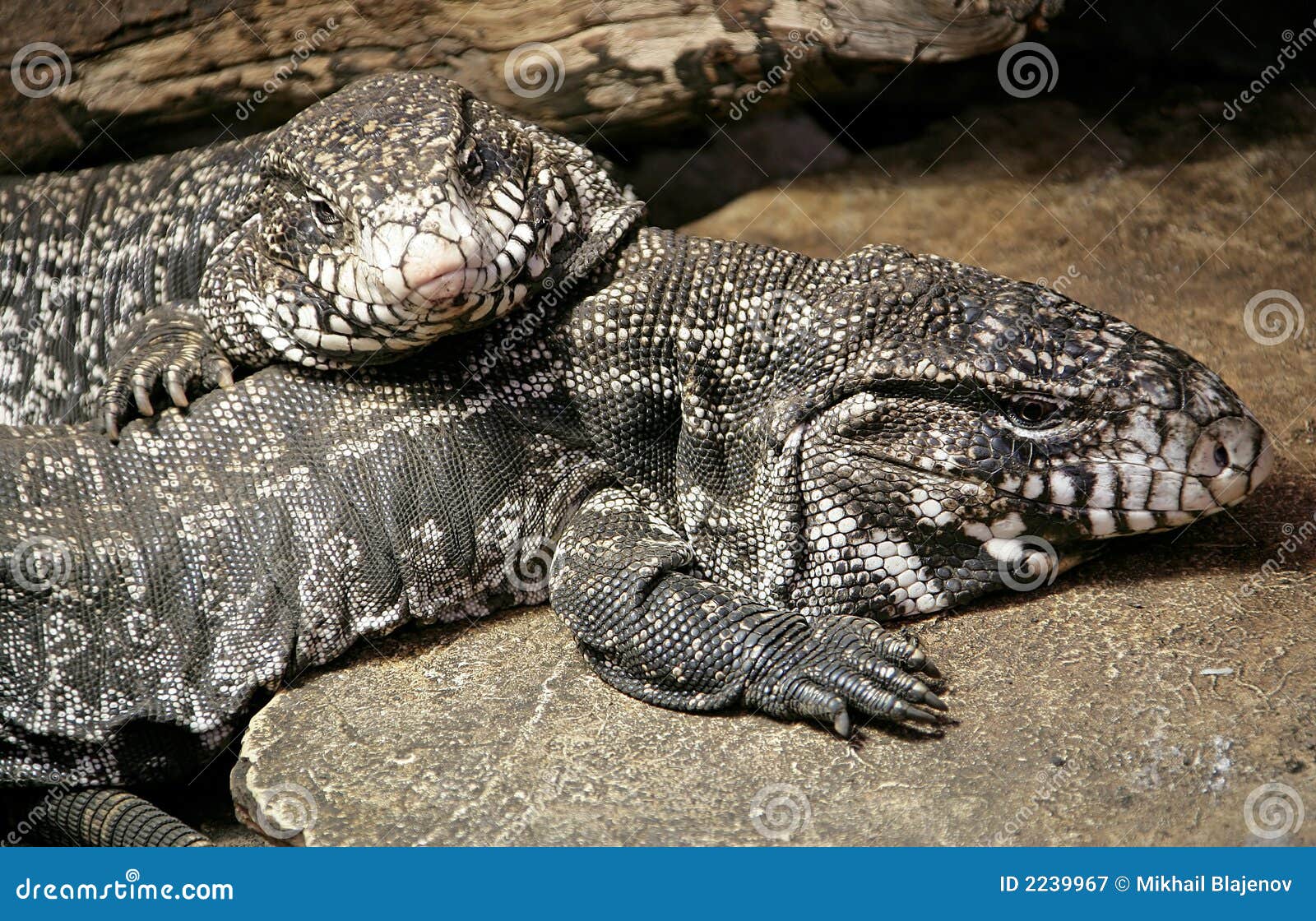 Teju argentino grande 3 imagem de stock. Imagem de escamoso - 2239967