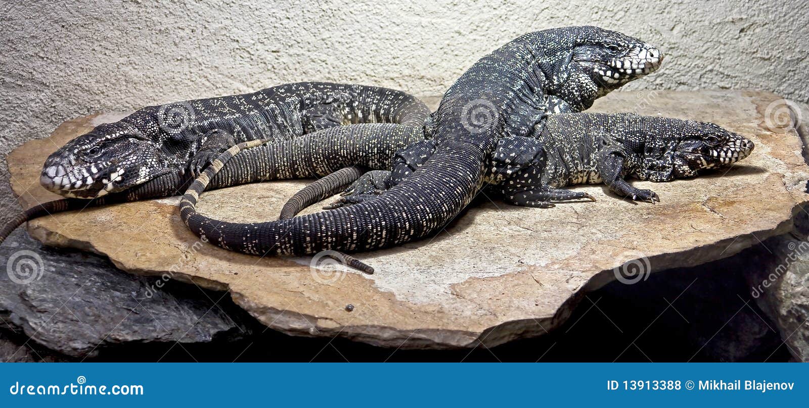 Teju argentino grande 7 foto de archivo. Imagen de poikilotermico ...