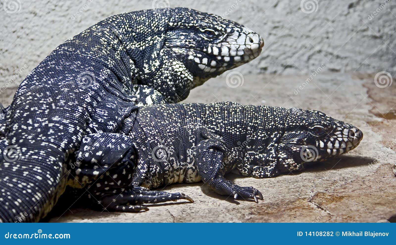 Teju argentino grande 8 foto de stock. Imagem de fauna - 14108282