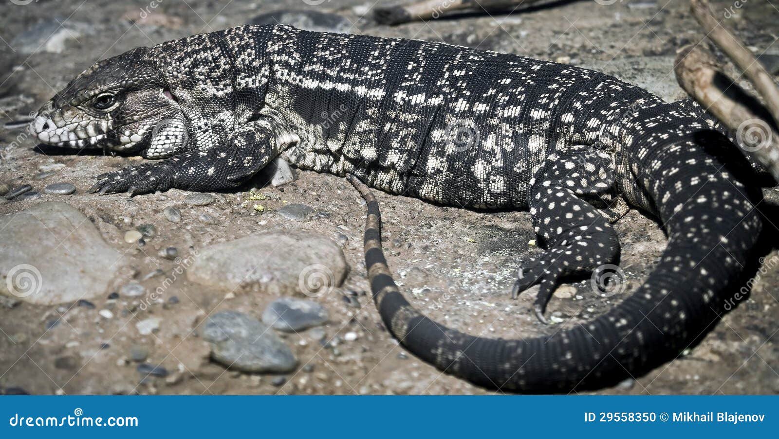 Teju Argentino Preto E Branco 2 Foto de Stock - Imagem de américa, retrato: 29558350