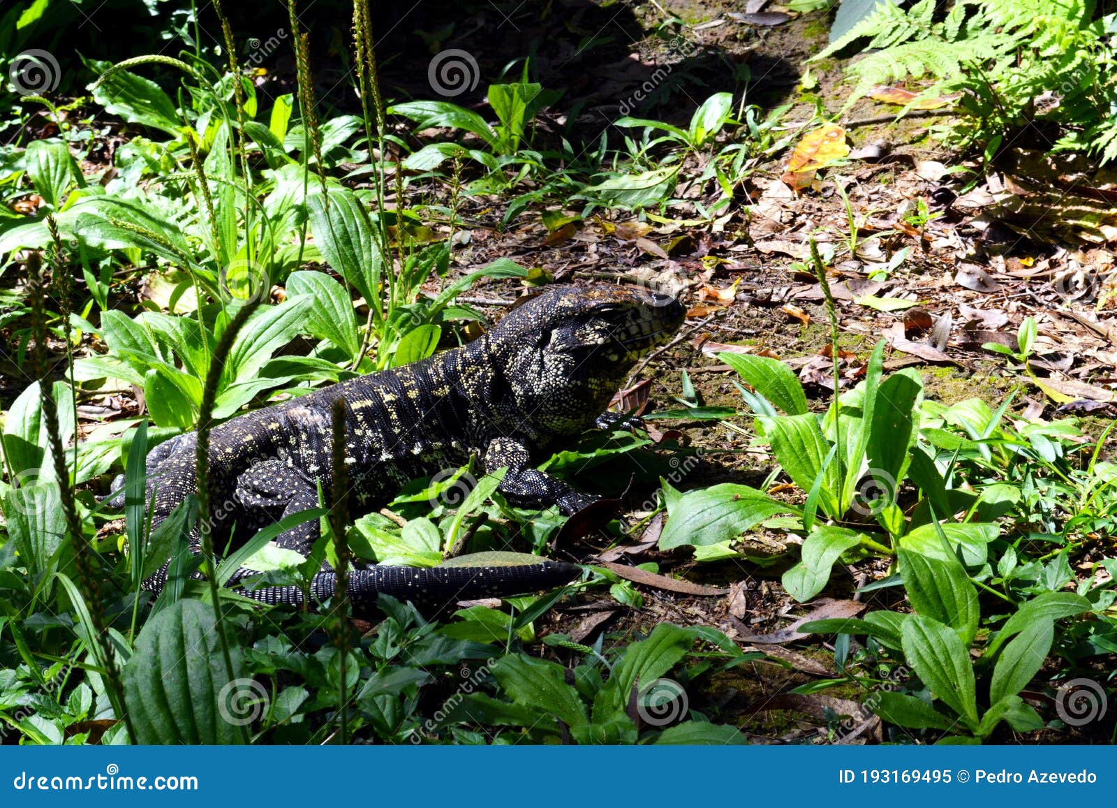 Teju lizard at the foliage stock image. Image of nature - 193169495