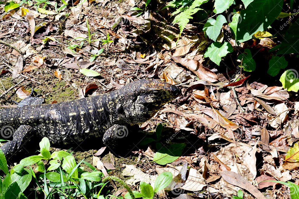 Teju lizard at the foliage stock photo. Image of reptilian - 193169652