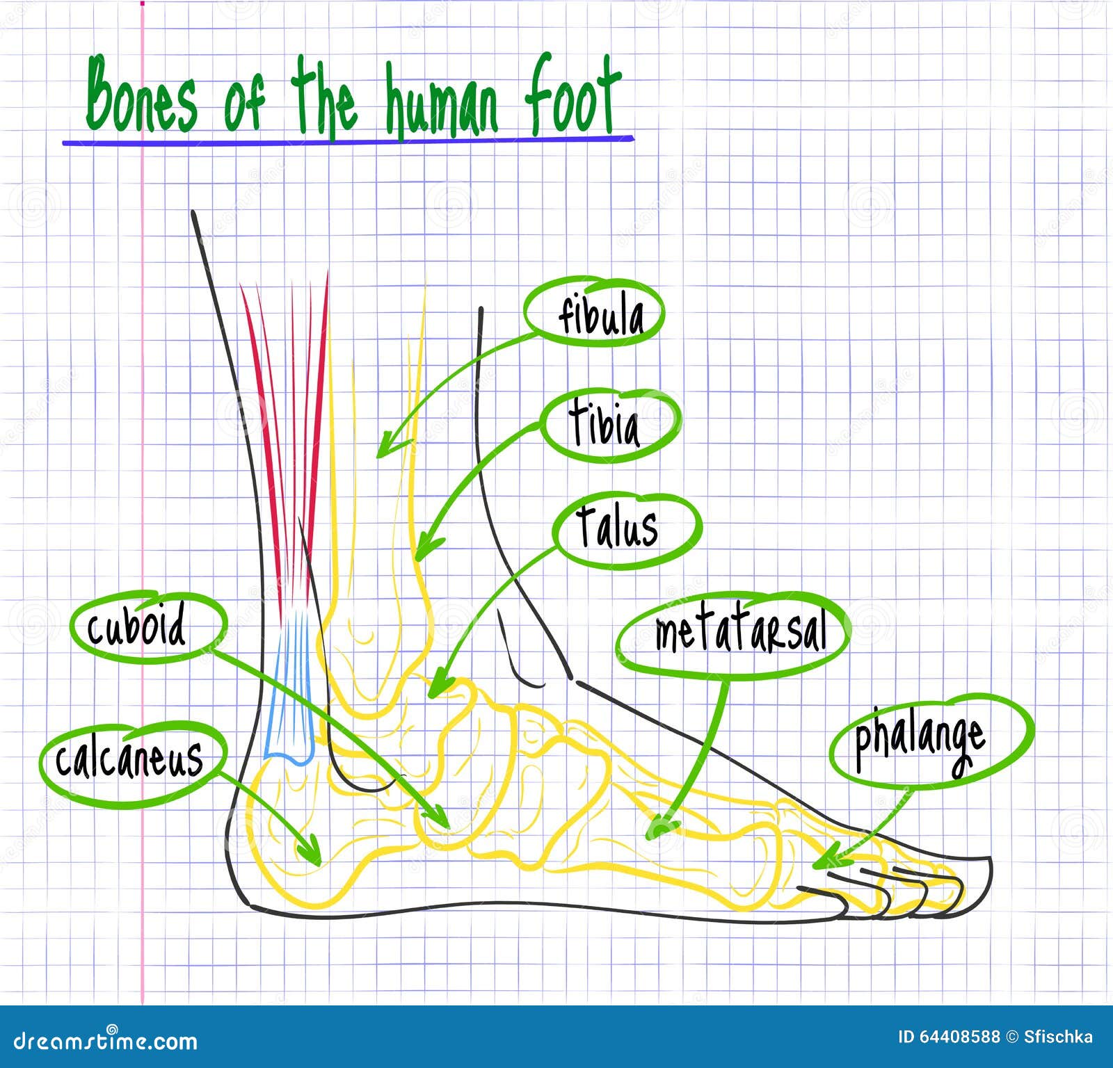 Tekening Van De Anatomie Van De Menselijke Voet Vector Illustratie ...