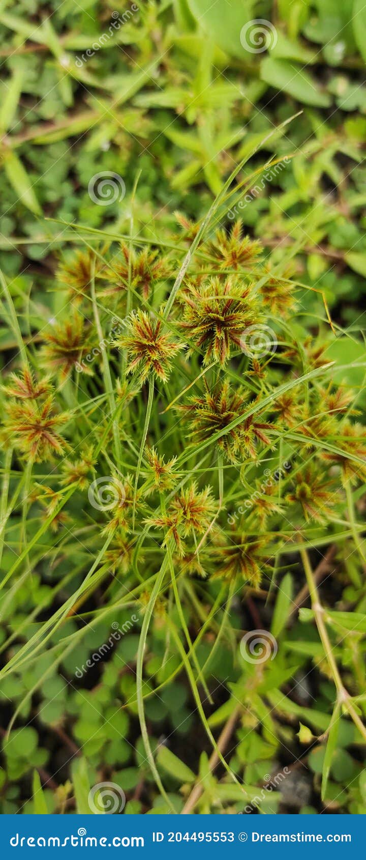 Teki grass flower stock image. Image of plant, branch - 204495553