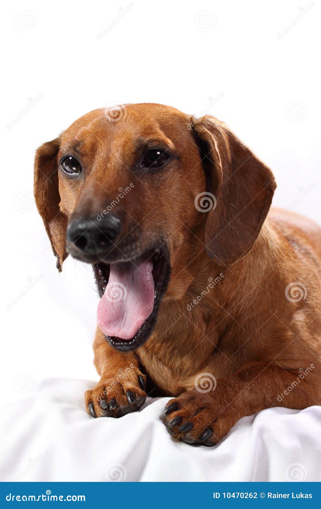 Tekkel stock foto. Image of leuk, dier, haar, vermoeid - 10470262