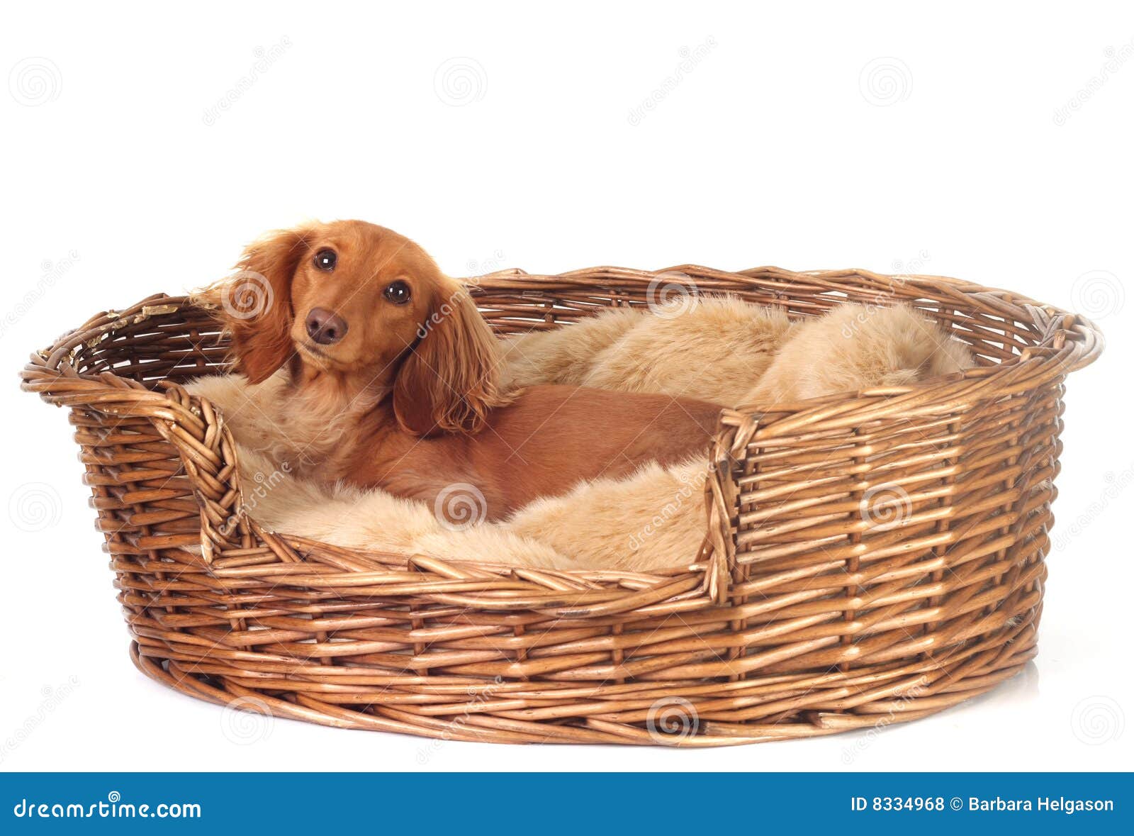 Tekkel stock foto. Image of klein, leuk, worstje, hond - 8334968