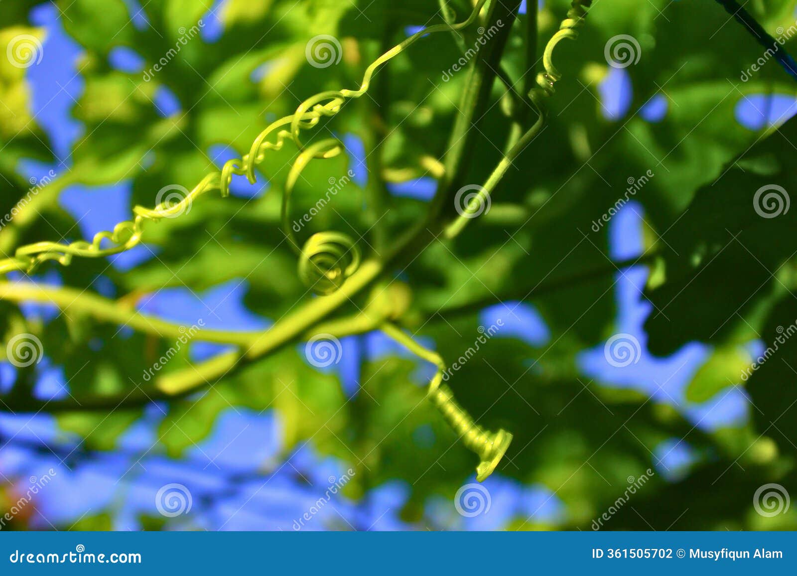 A Close-up Macro Shot of Green Tendrils of a Climbing Plant Stock Photo ...