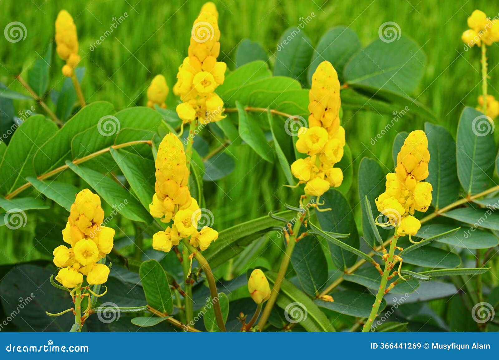 Candle Bush,Candle Bush, Ringworm Shrub, Stock Photography ...