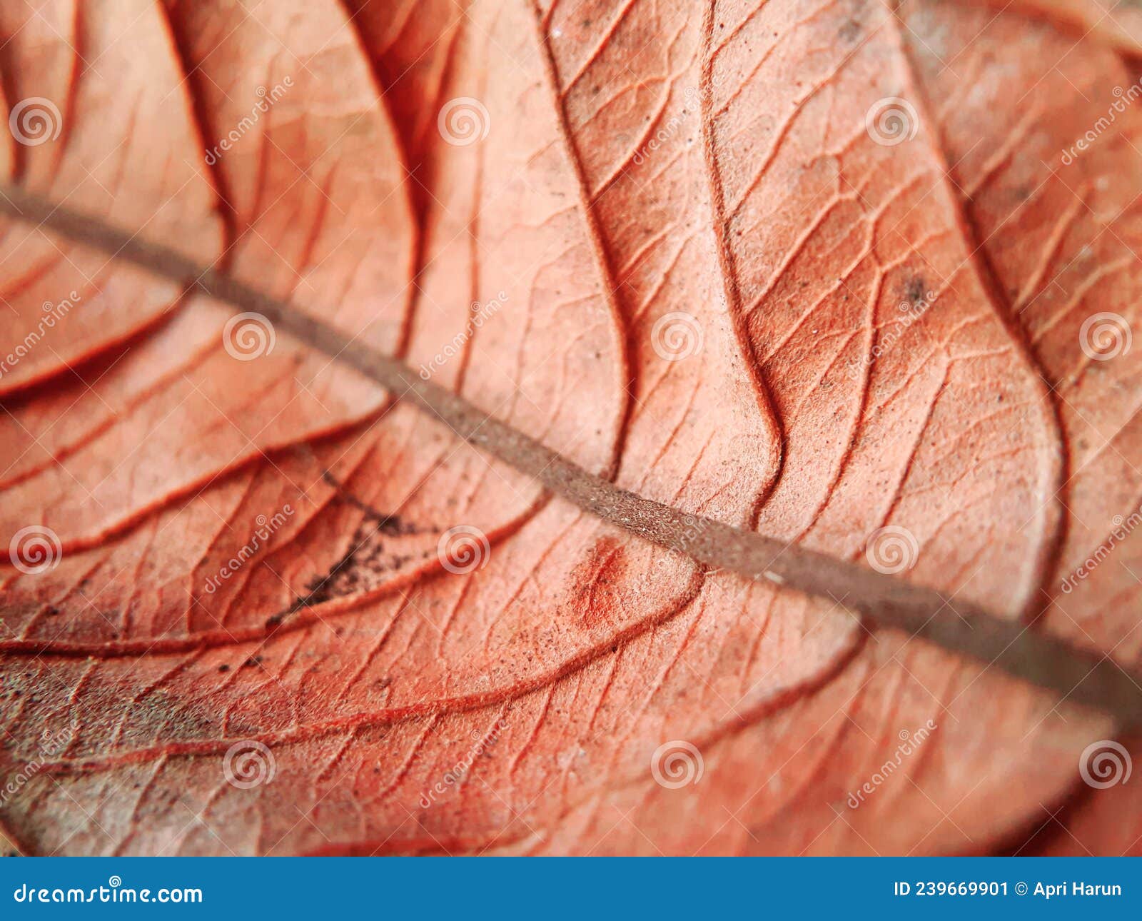 Dried Leaves Textures Pro stock image. Image of slil - 239669901