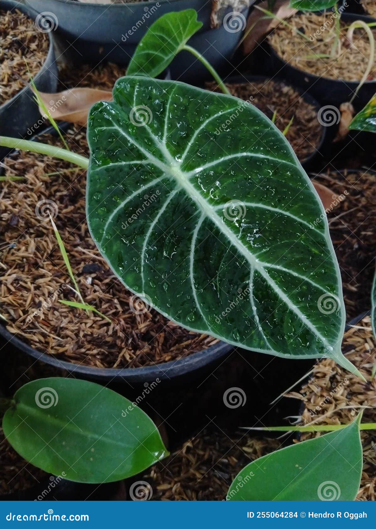 Tekstur daun stock photo. Image of plant, flower, wildflower - 255064284