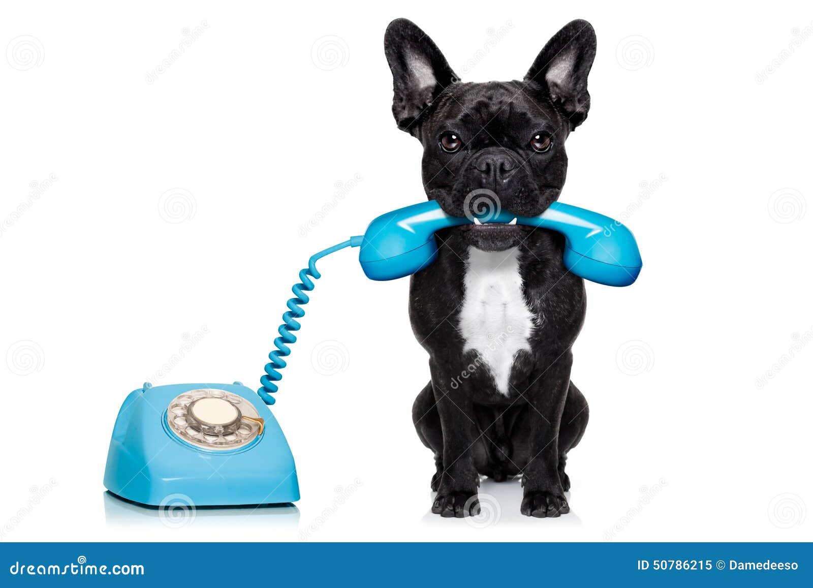 Teléfono Del Teléfono Del Perro Imagen de archivo - Imagen de cartel ...