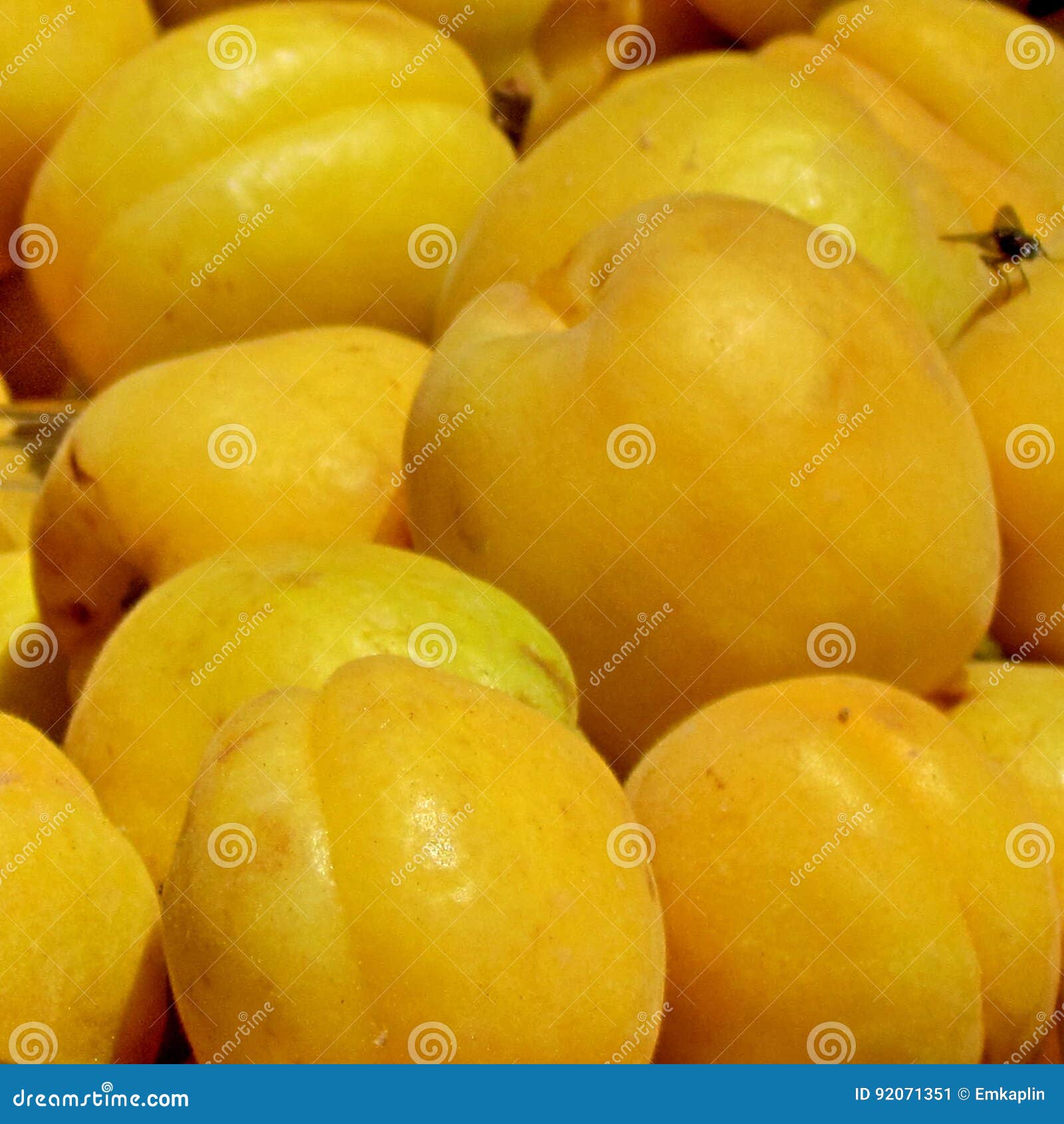 Tel Aviv Large Apricots 2012 Stock Image - Image of fresh, group: 92071351