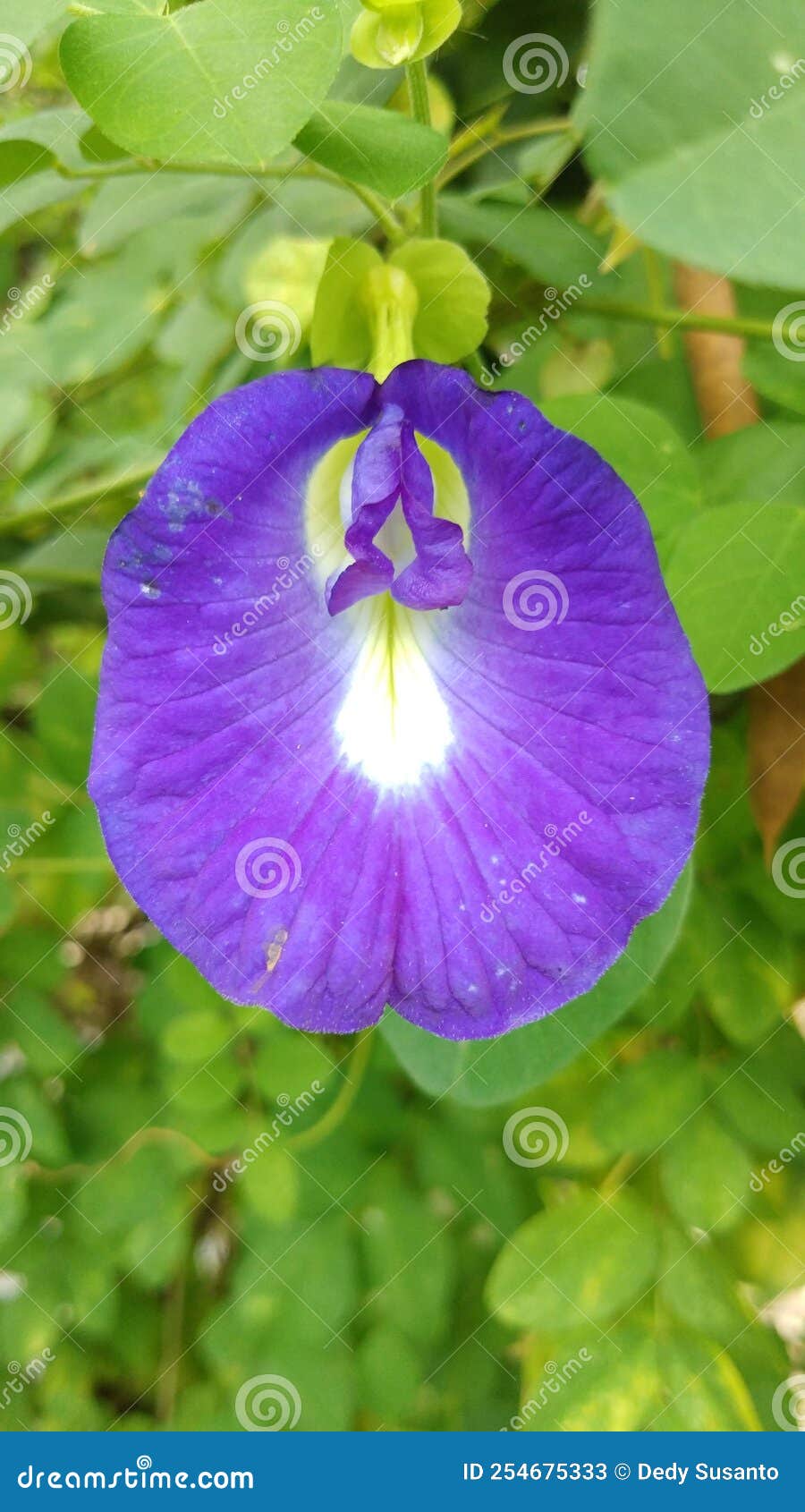 Butterfly Pea or Called Clitoria Ternatea in Latin Stock Image - Image ... Butterfly Pea or Called Clitoria Ternatea in Latin Stock Image - Image ...