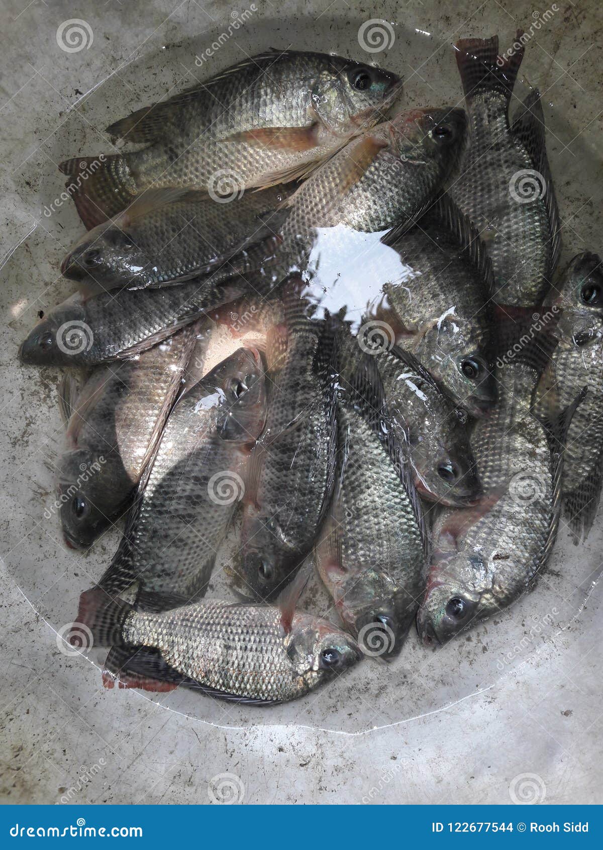 Telapiya Stock Photos - Free & Royalty-Free Stock Photos from Dreamstime