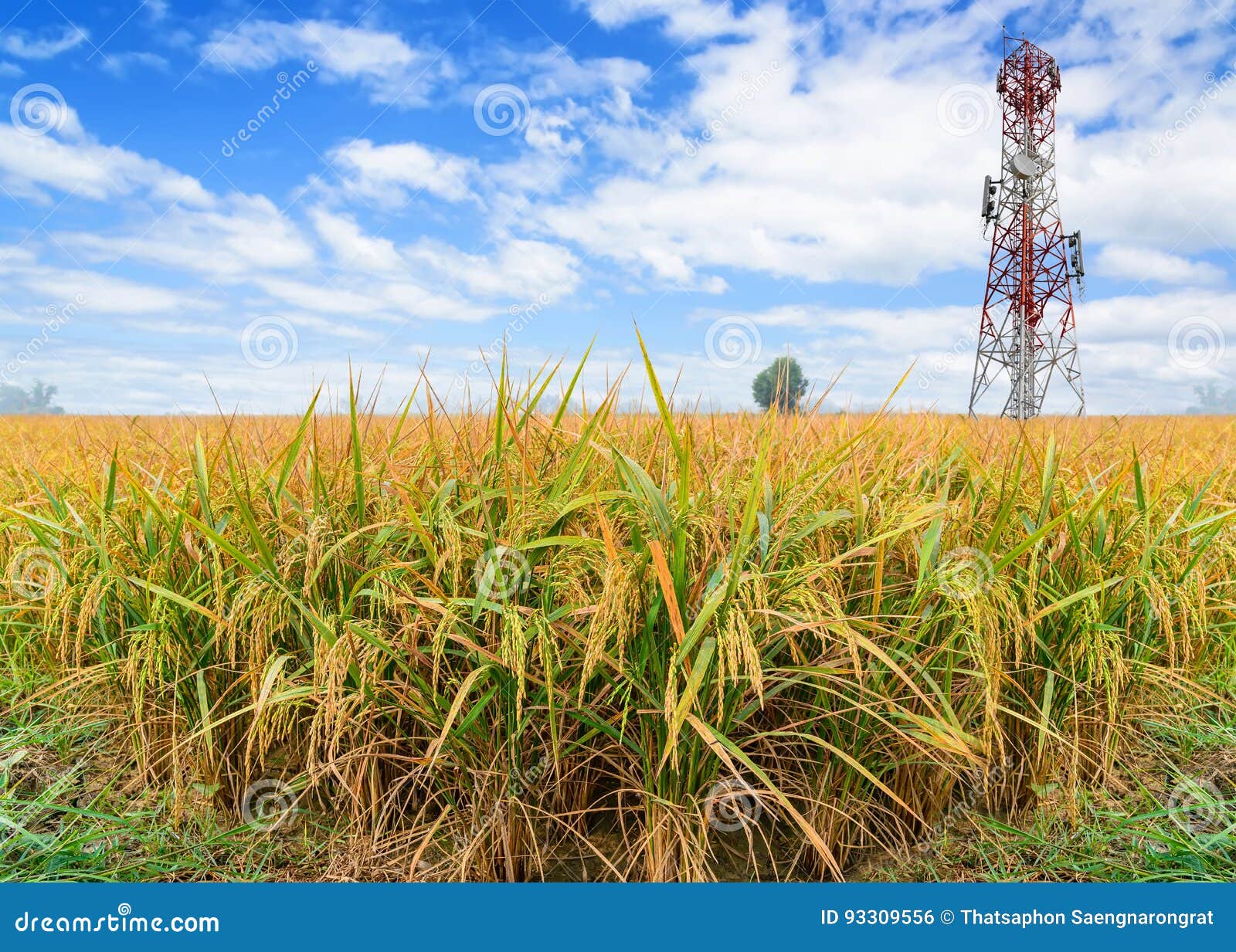 Telecommunication Tower in Rice Paddy Field. Stock Photo - Image of ...