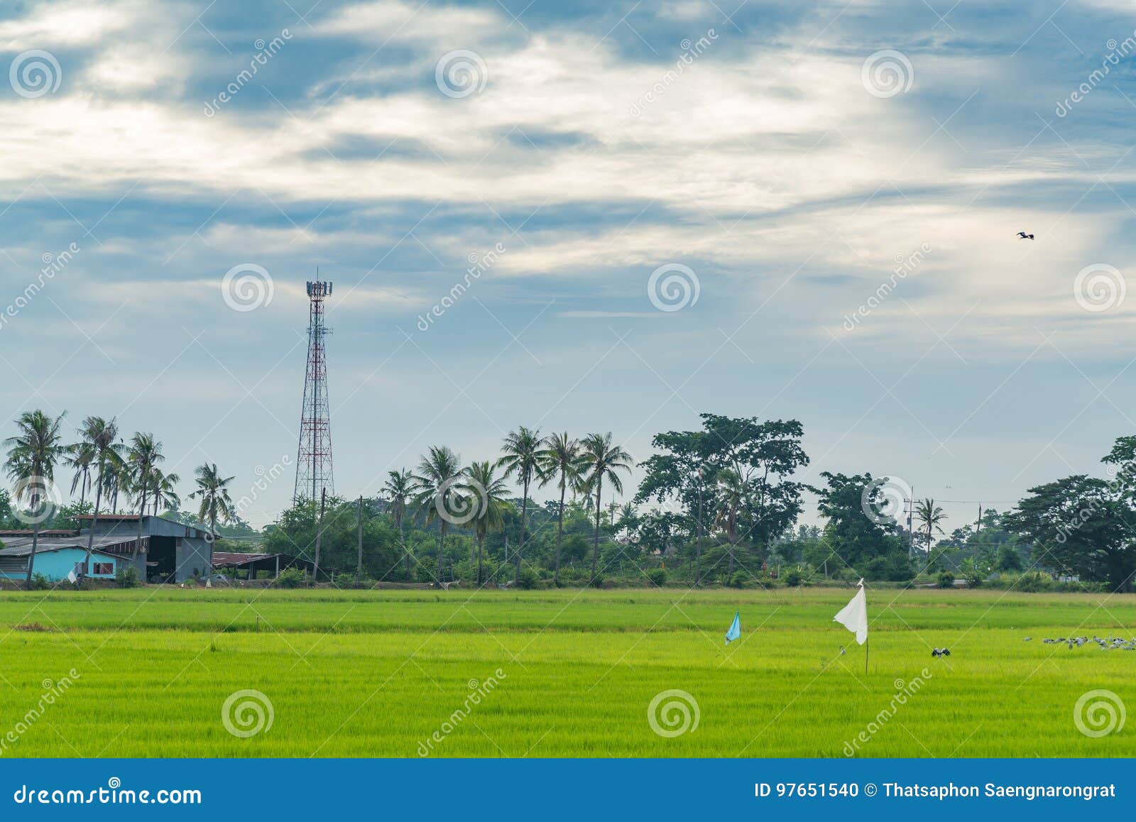 Telecommunication Tower with Rice Paddy Field. Stock Photo - Image of ...