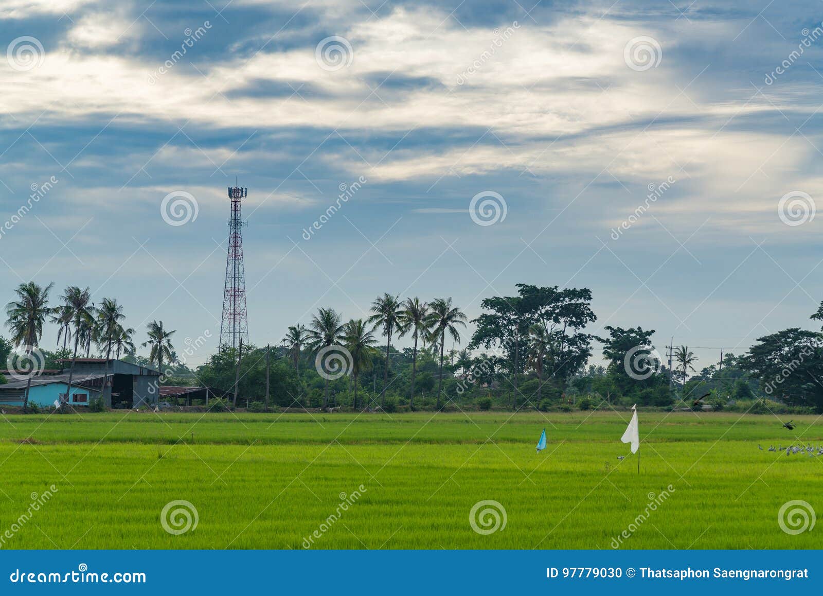 Telecommunication Tower with Rice Paddy Field. Stock Photo - Image of ...