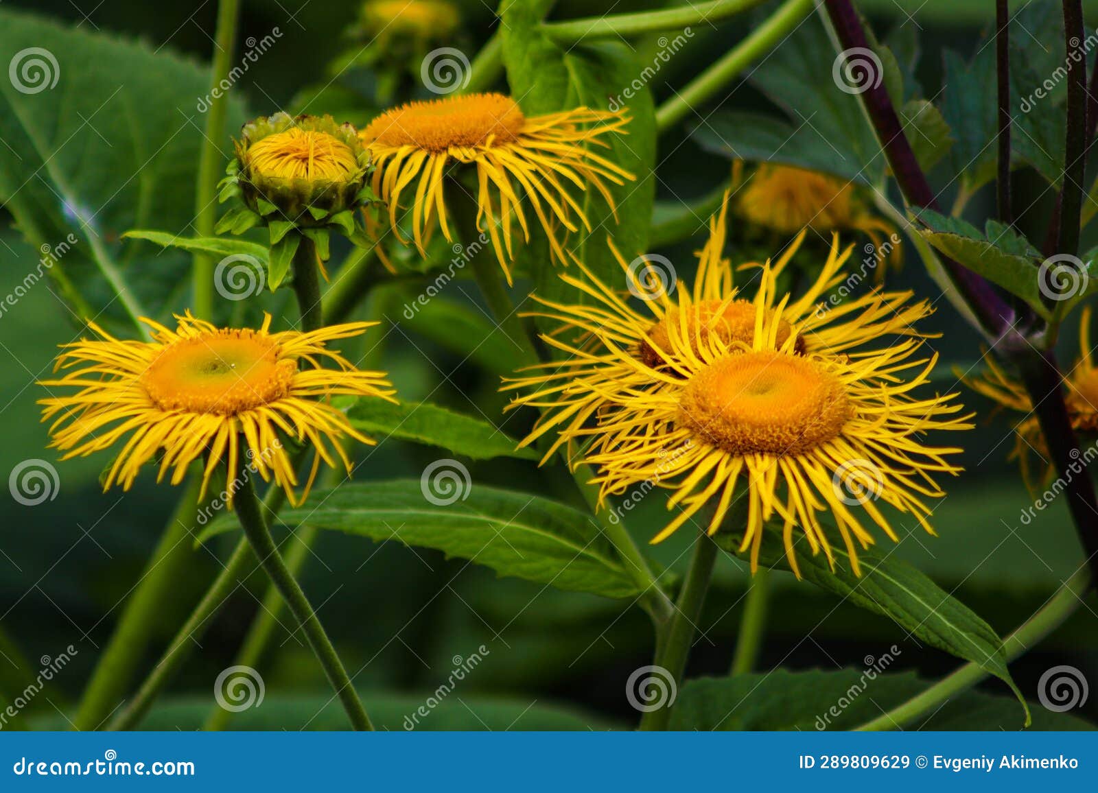 Telekia Speciosa (inula Helenium) in the Garden Stock Image - Image of ...