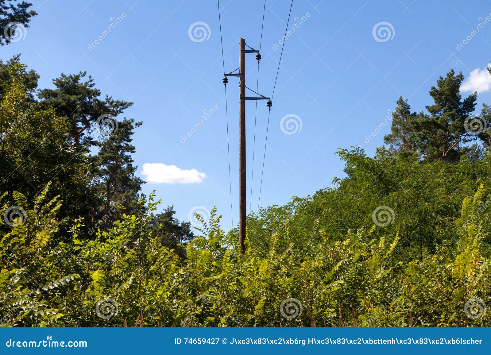 Telephone pole in a forest stock image. Image of wood - 74659427