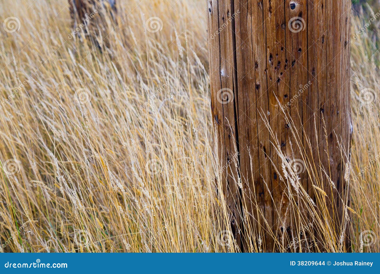 Telephone Pole and Grass stock photo. Image of pole, field - 38209644