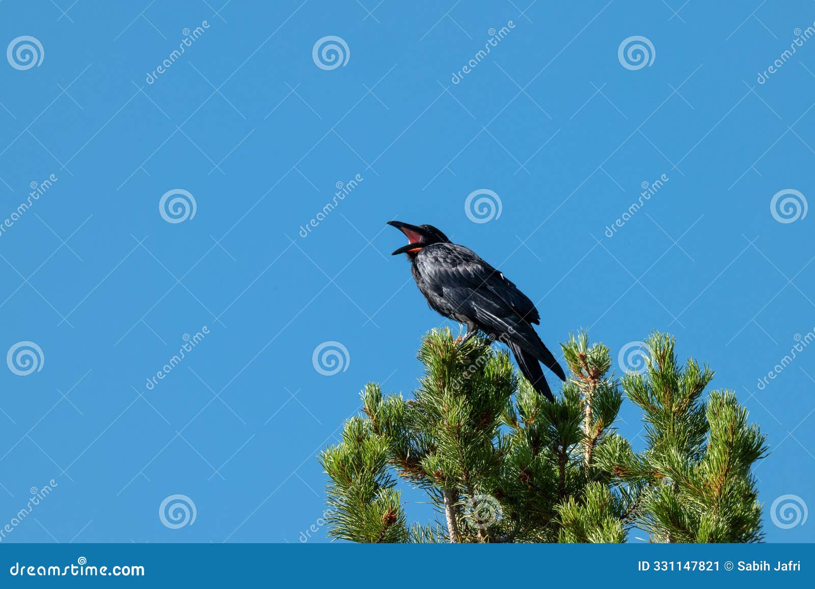 Telephoto Picture of a Raven Calling Stock Image - Image of spooky ...