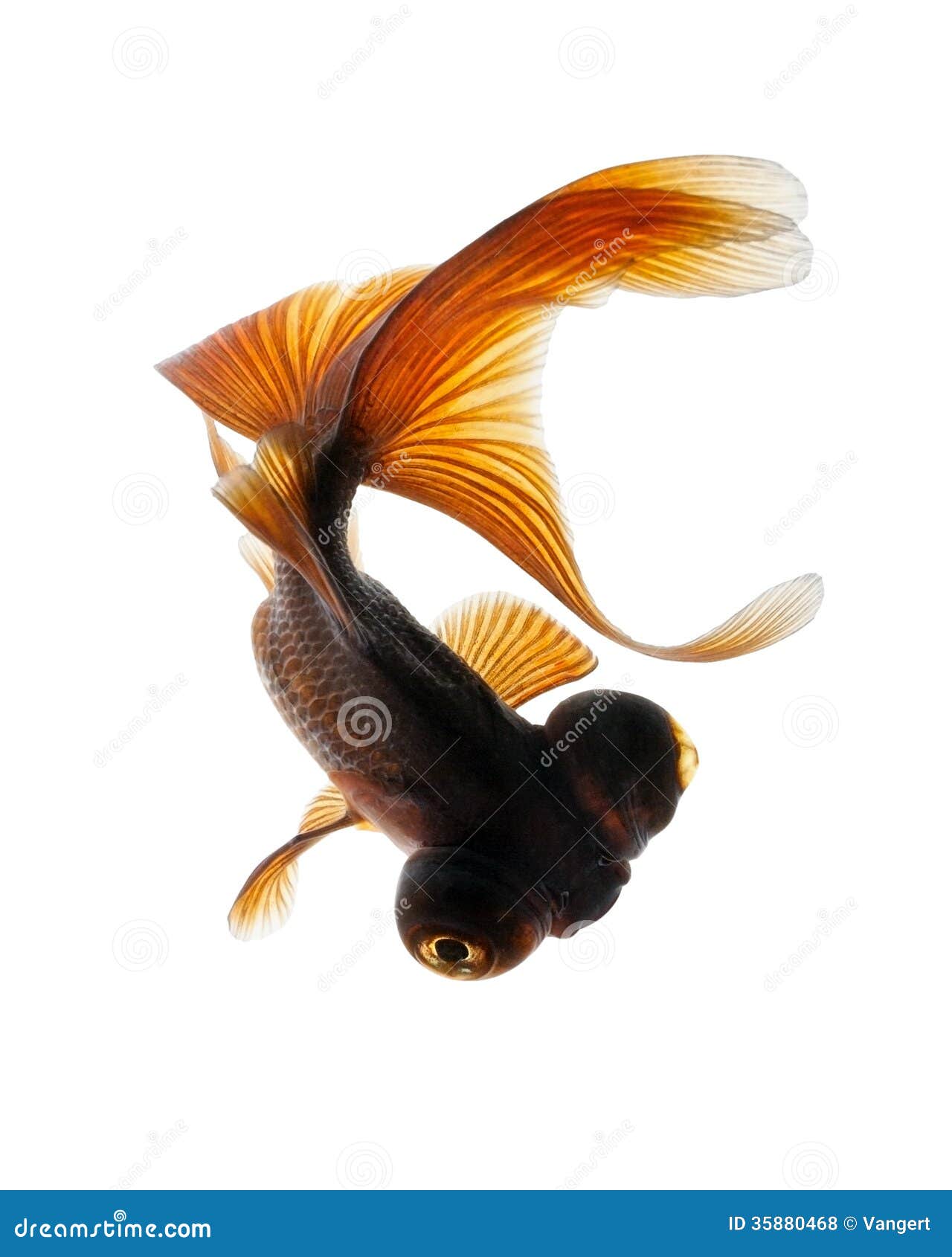 Telescope eye goldfish stock photo. Image of aquatic - 35880468