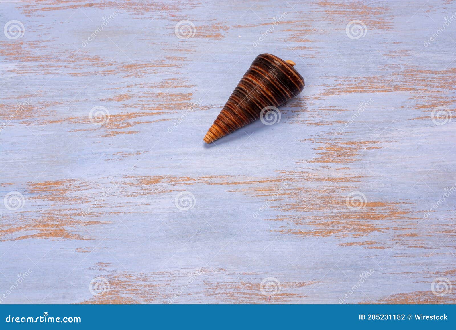 Telescopium Shell on a Wooden Surface Stock Photo - Image of fish ...