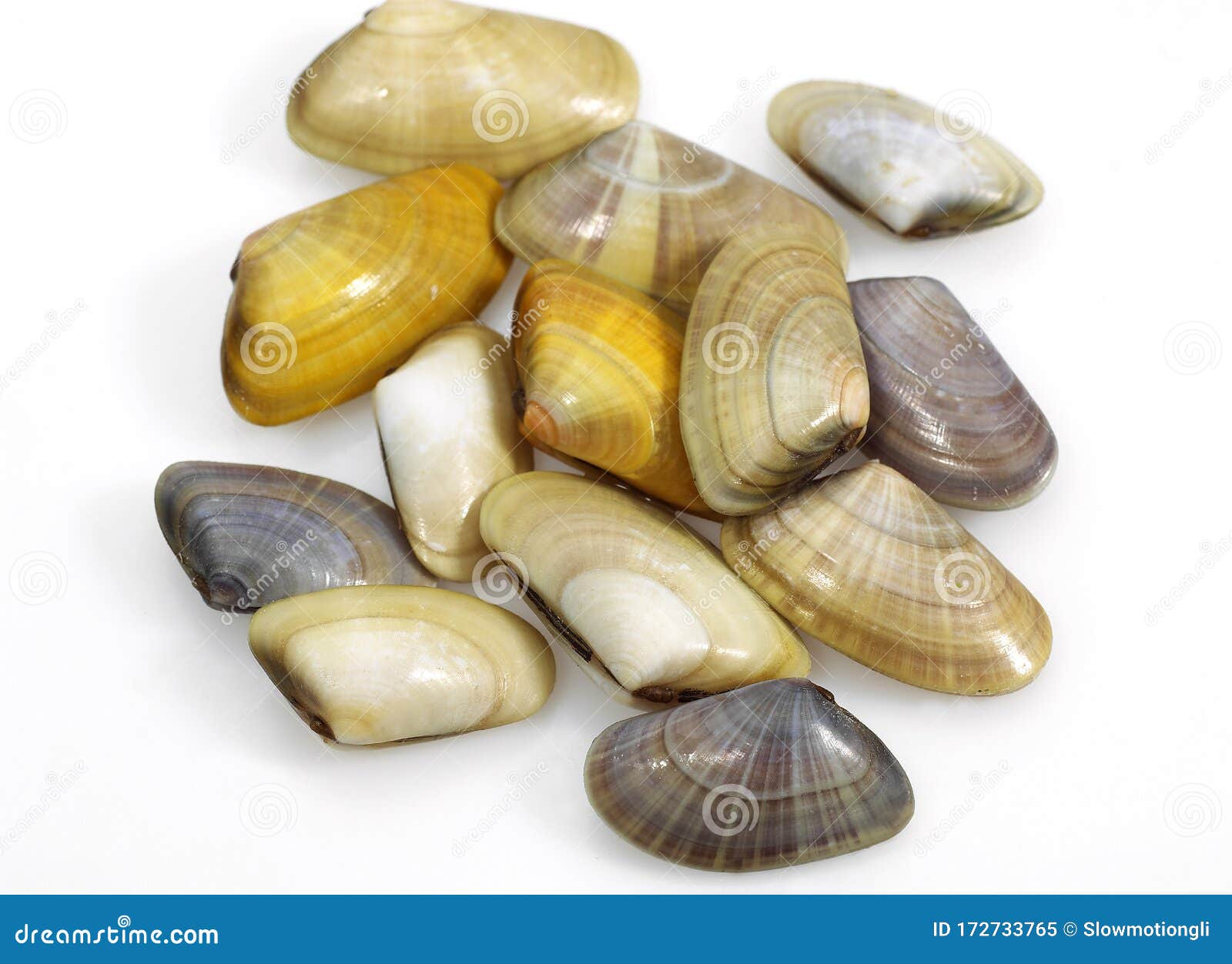 TELLINE donax trunculus stock image. Image of studio - 172733765