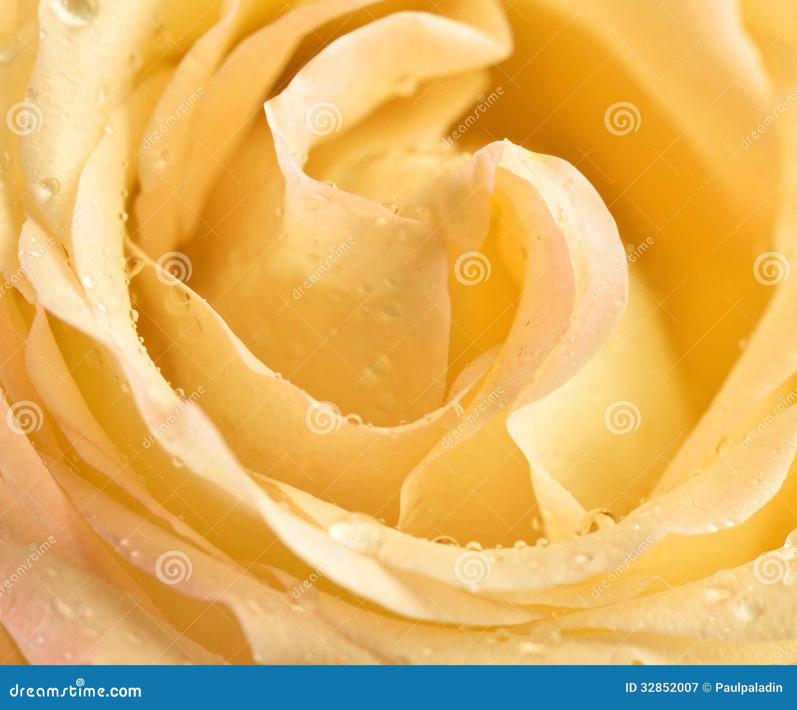 Tellow rose bud macro stock image. Image of love, garden - 32852007