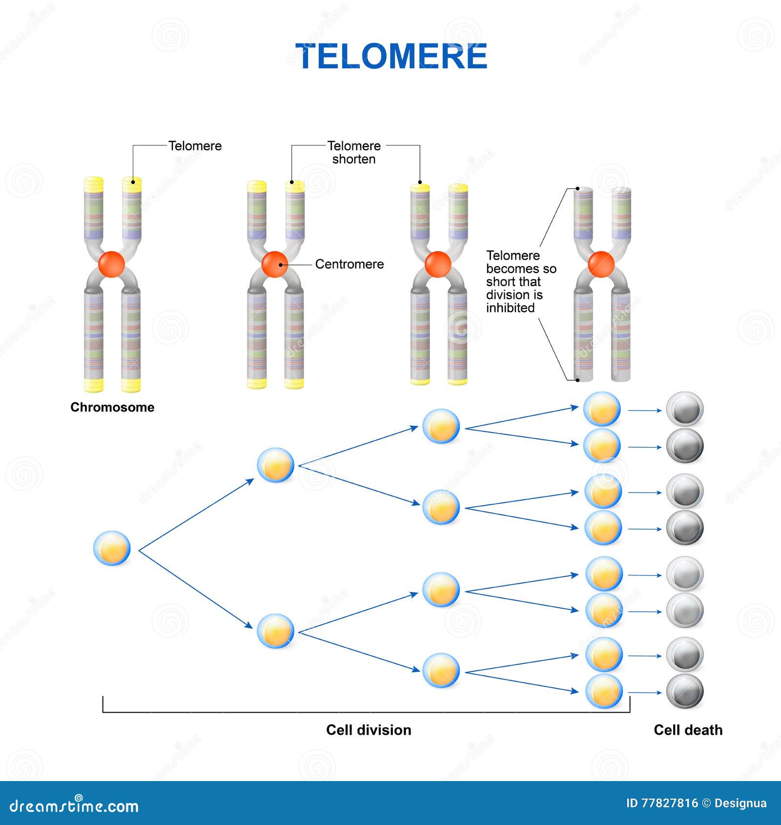 Telomere illustration de vecteur. Illustration du tableau - 77827816