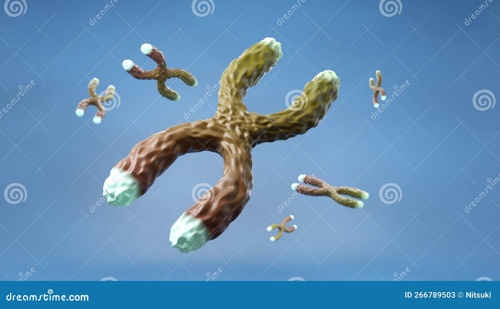 Telomere Is The End Of A Chromosome Vector Illustration | CartoonDealer ...