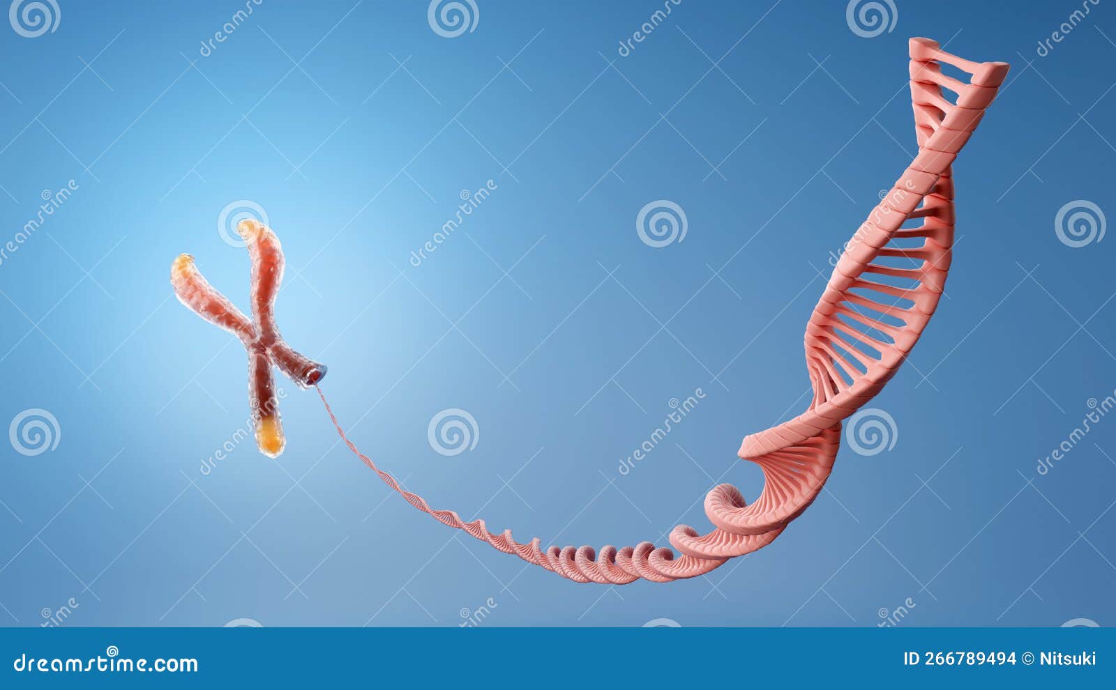 Telomere Is The End Of A Chromosome Vector Illustration | CartoonDealer ...