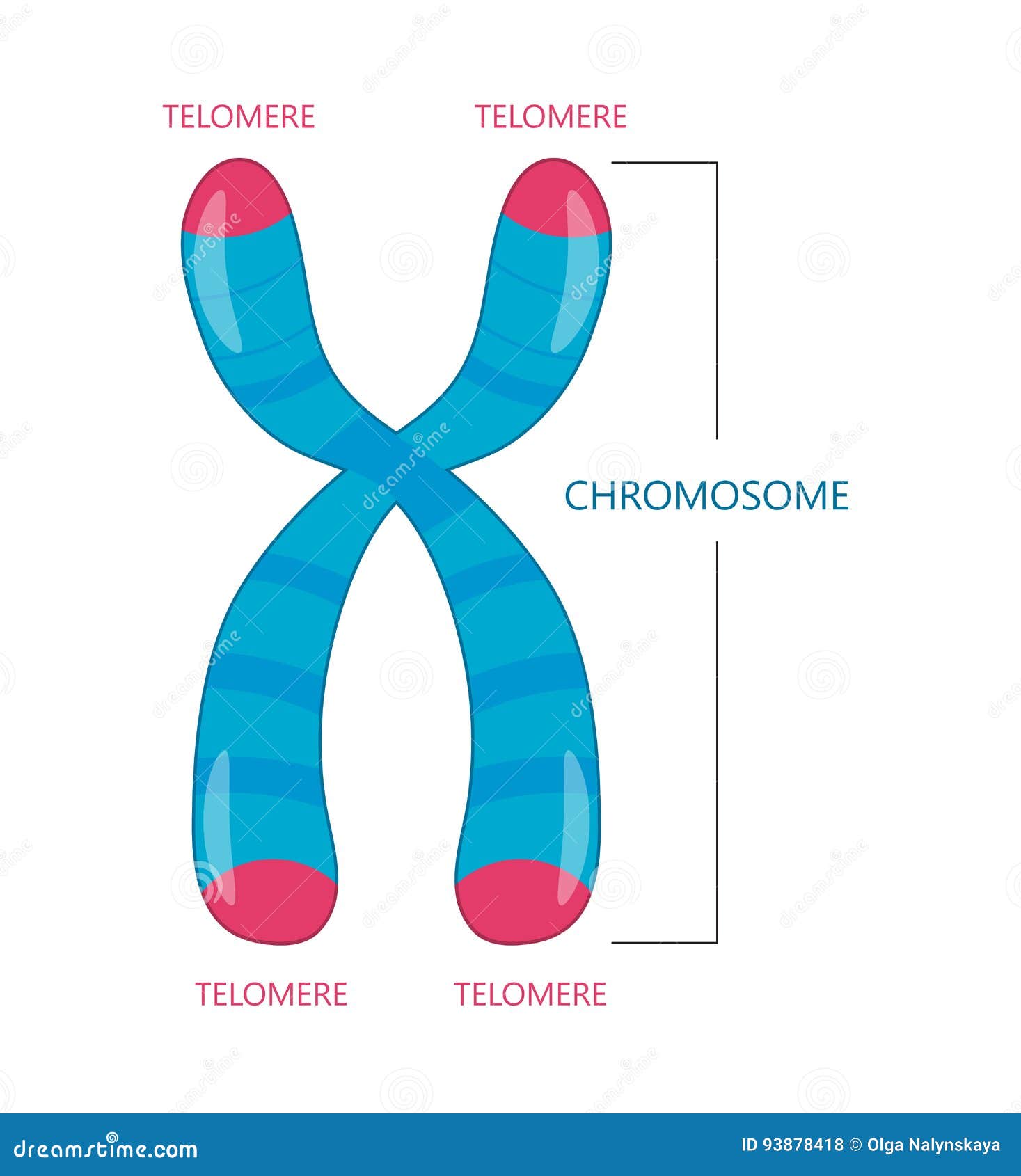 Telomere is Het Eind Van Een Chromosoom Vector Illustratie ...