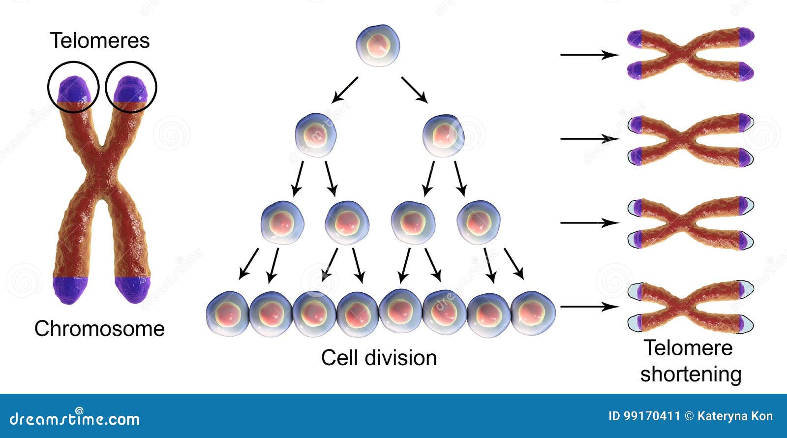 Telomere Shortening with Each Round of Cell Division Stock Illustration ... Telomere Shortening with Each Round of Cell Division Stock Illustration ...