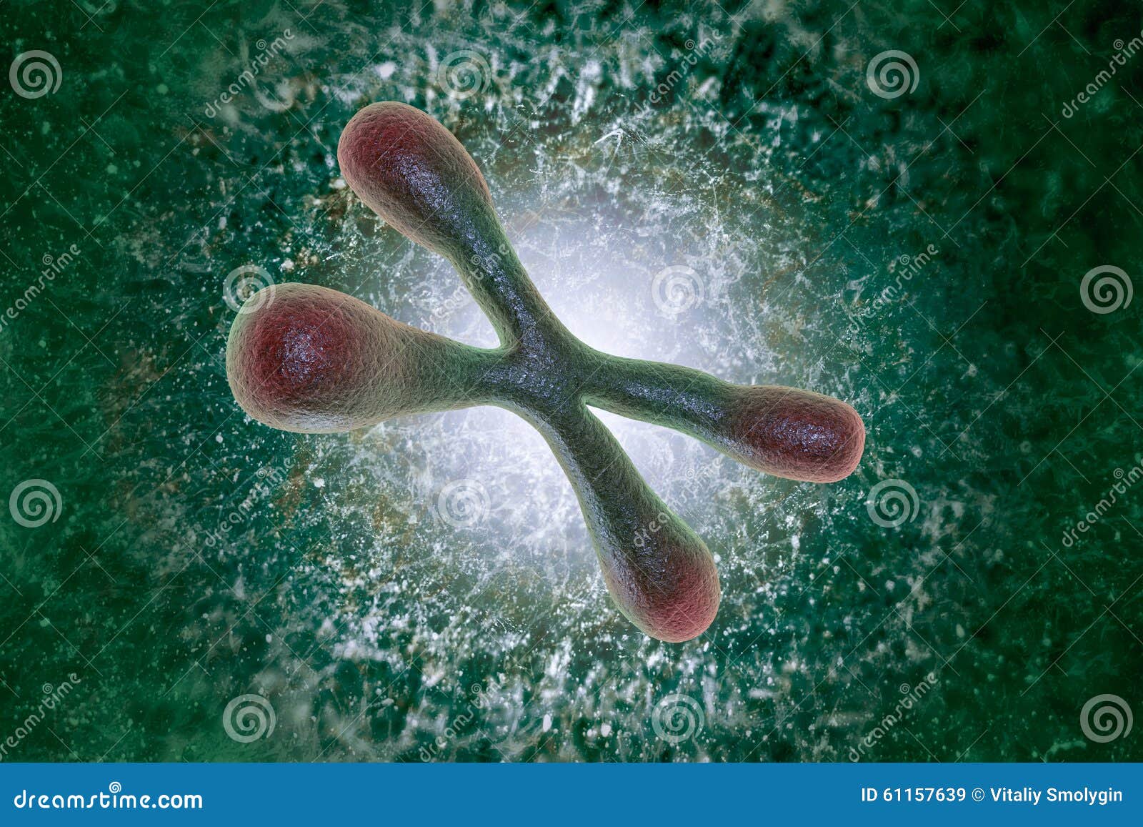 Telomeres stock illustration. Illustration of metaphase - 61157639