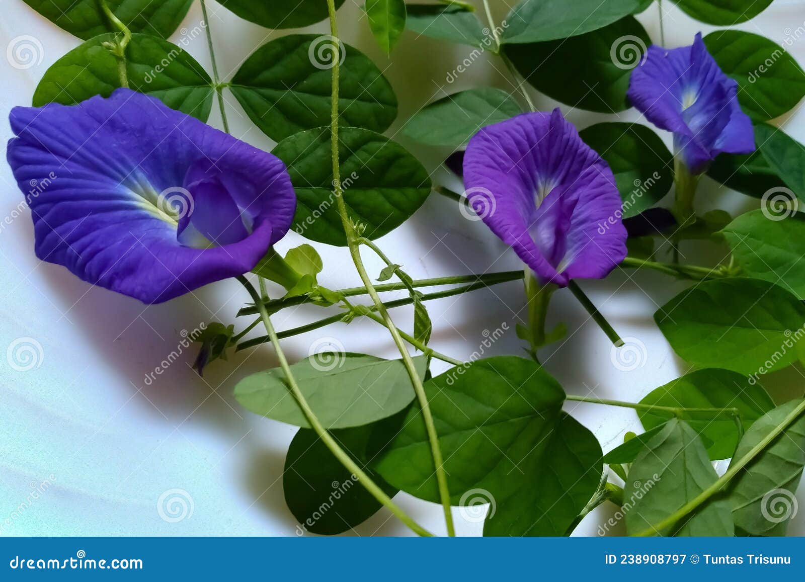 Telon Flower on a White Base Stock Image - Image of violet, lilac ...