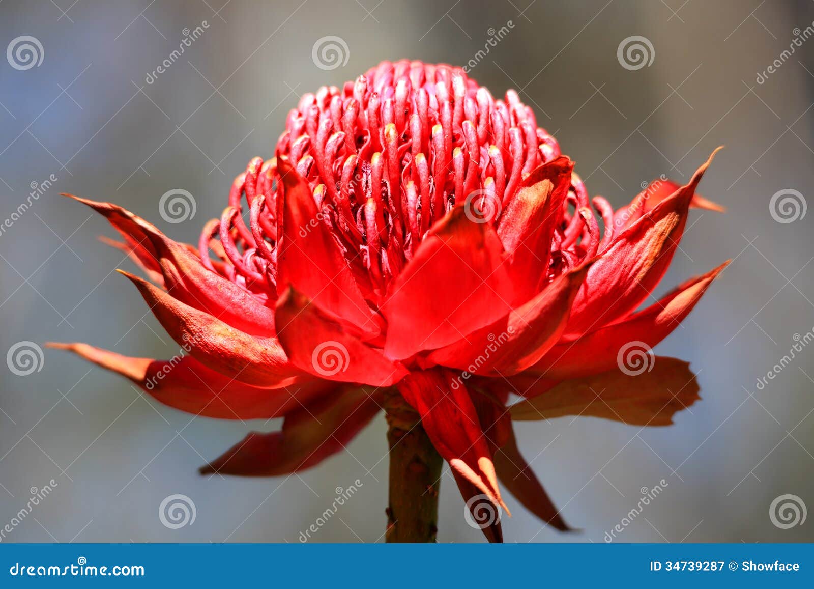Telopea Waratah stock image. Image of blooms, waratah - 34739287