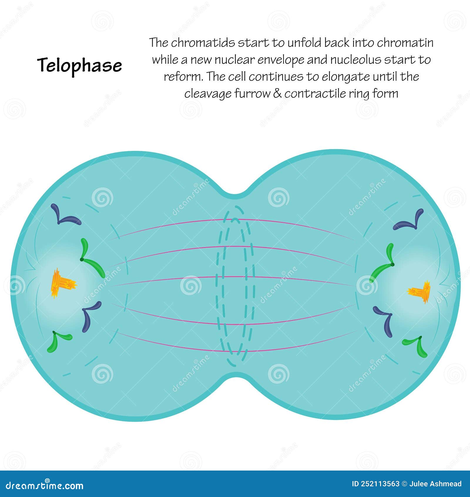 Telophase Is The Phase Of The Cell Cycle. Vector Illustration ...