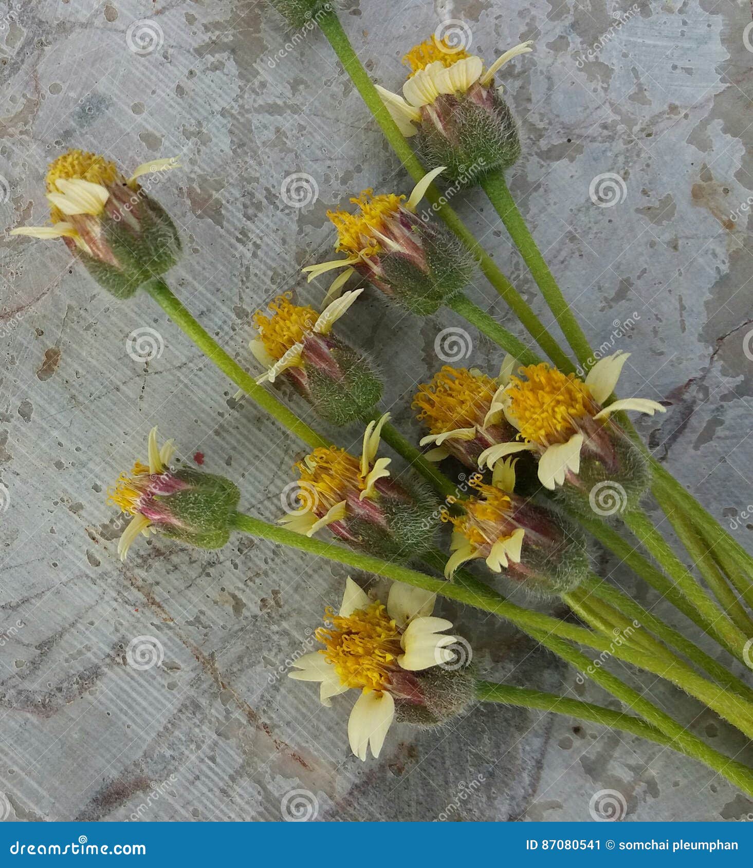 Telosma Minor Craib Cowslip Creeper Stock Image - Image of plant, craib ...