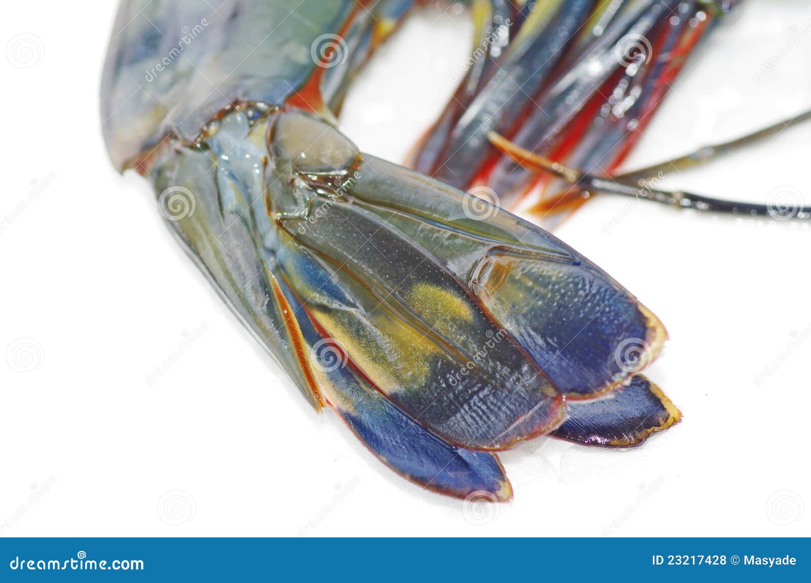 The telson and the uropods stock photo. Image of uropods - 23217428